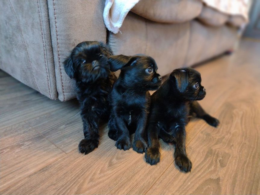 Бельгийский гриффон и брабансон