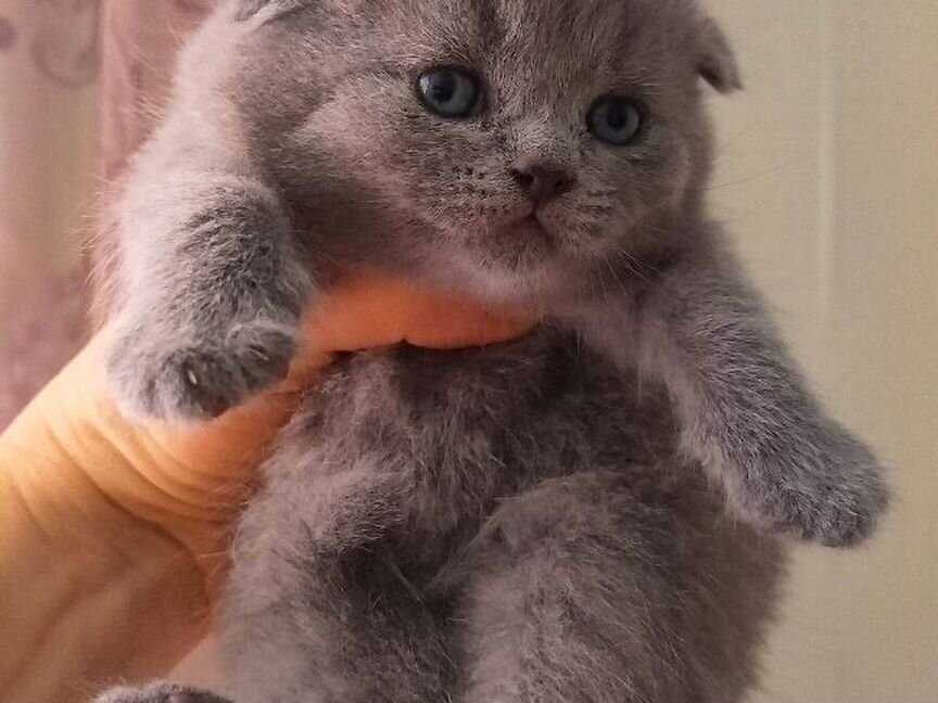 Шотландские вислоухие котята