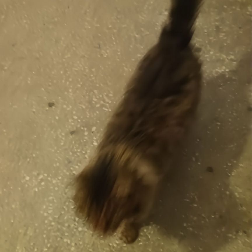 Взрослая, кошка в добрые руки