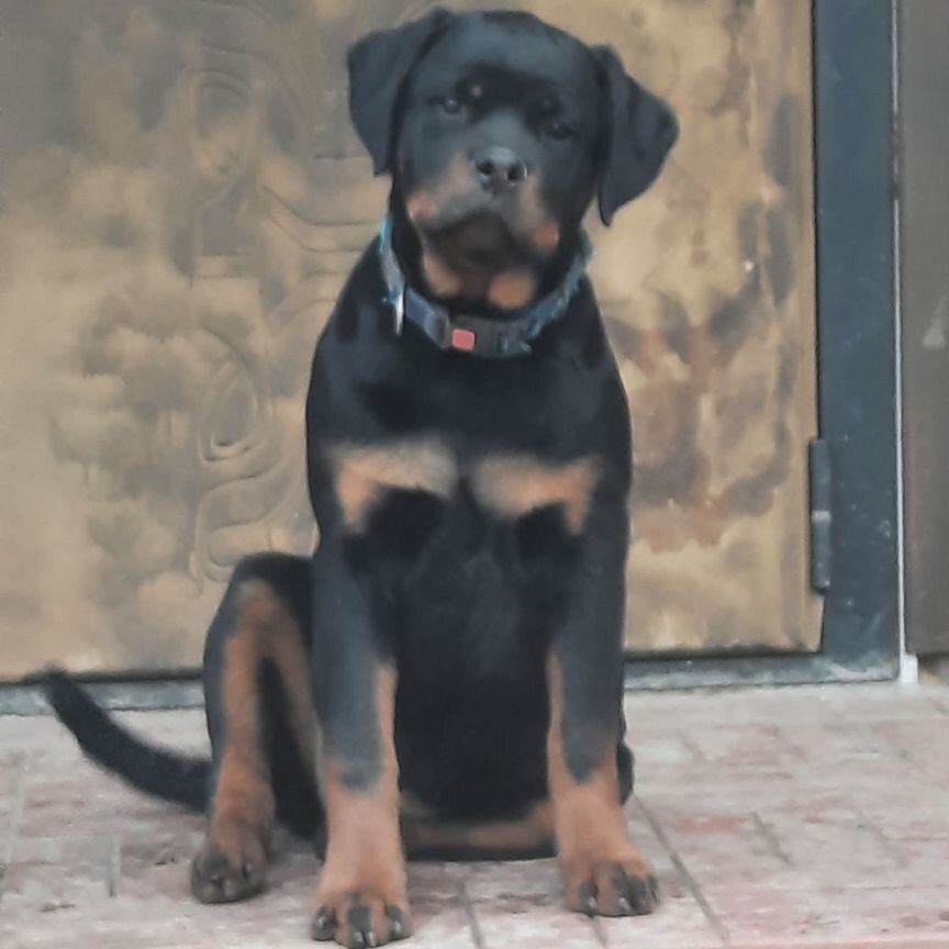 Ротвейлера красотка 5 мес