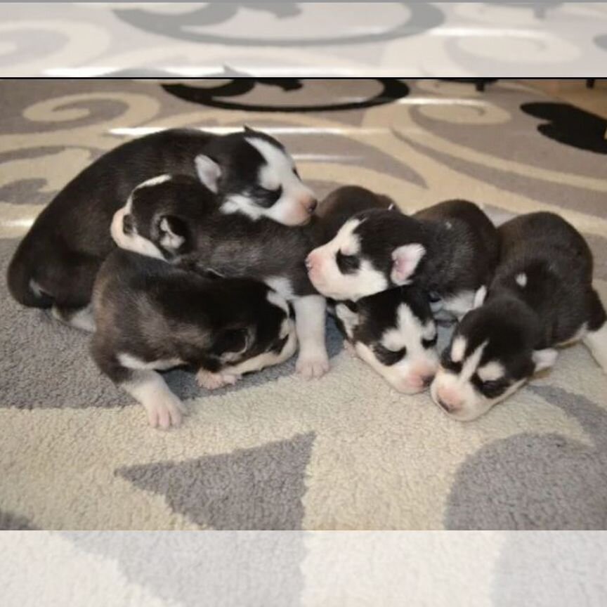 Сибирский хаски, щенок