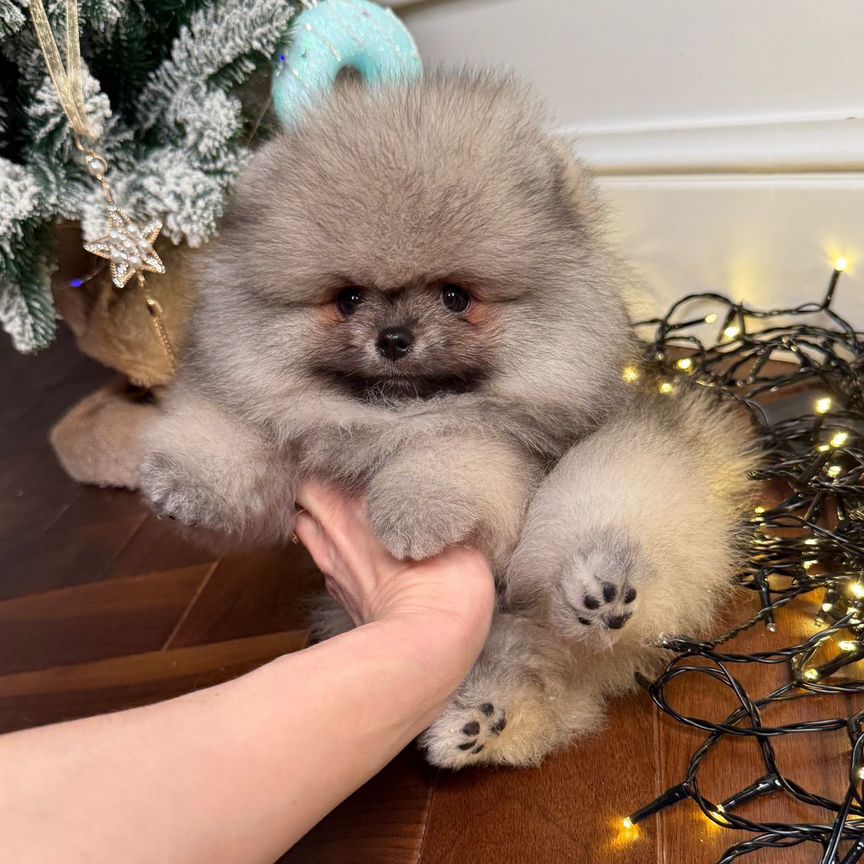 Померанский шпиц, щенок