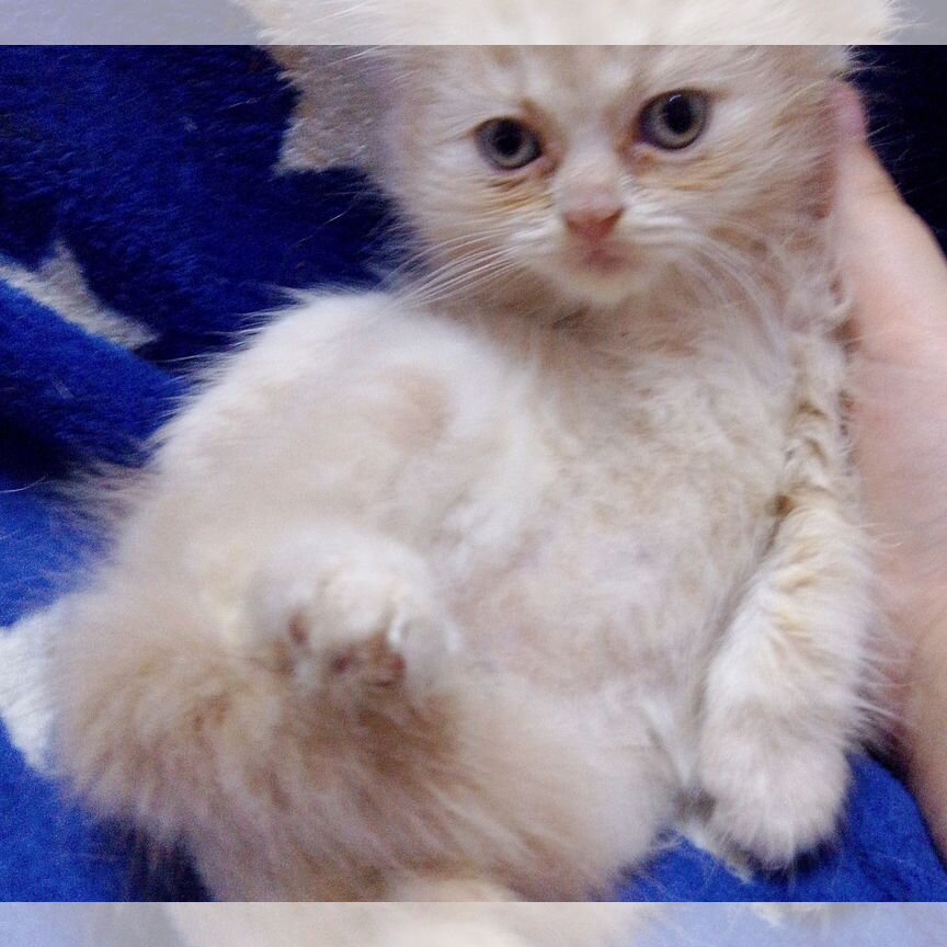 Британские котята