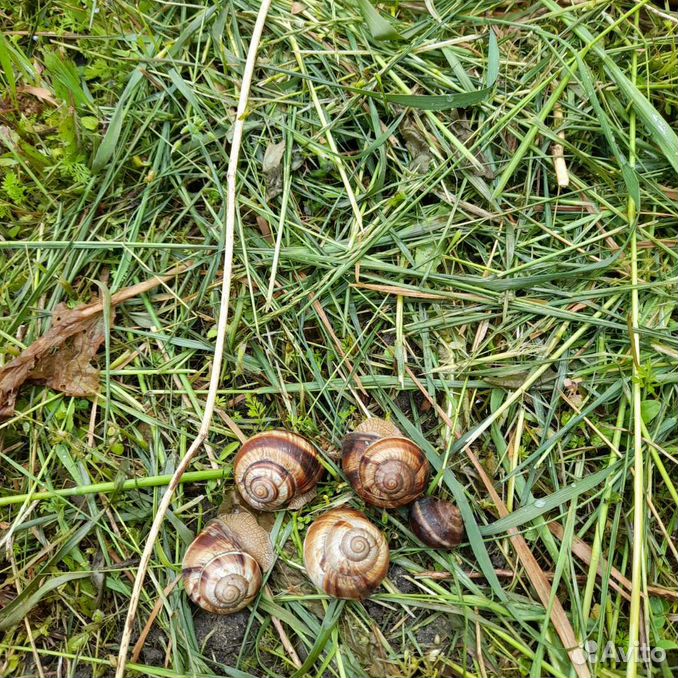 Улитки виноградные