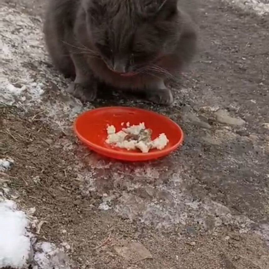 Нибелунг кот