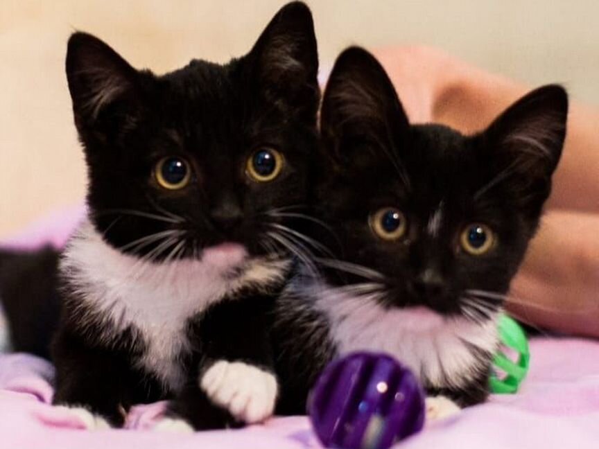 Котята девочки маркизы в добрые руки
