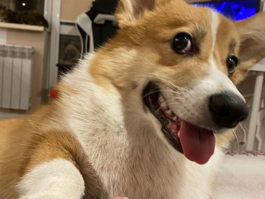 Вельш-корги пемброк мальчик