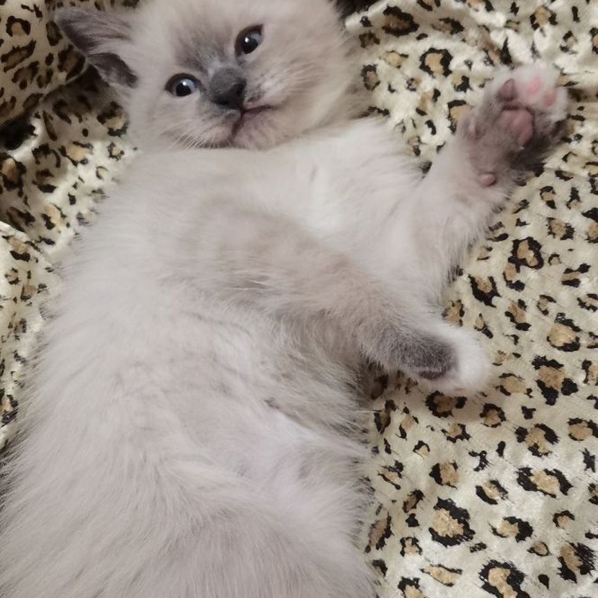 Тайская кошечка