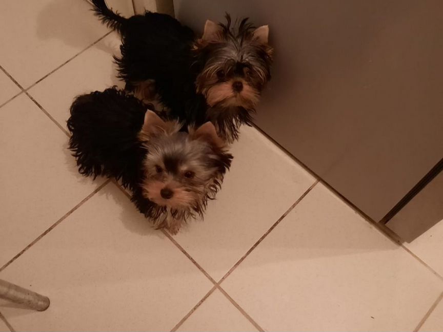 Йоркширский терьер мини baby щенки