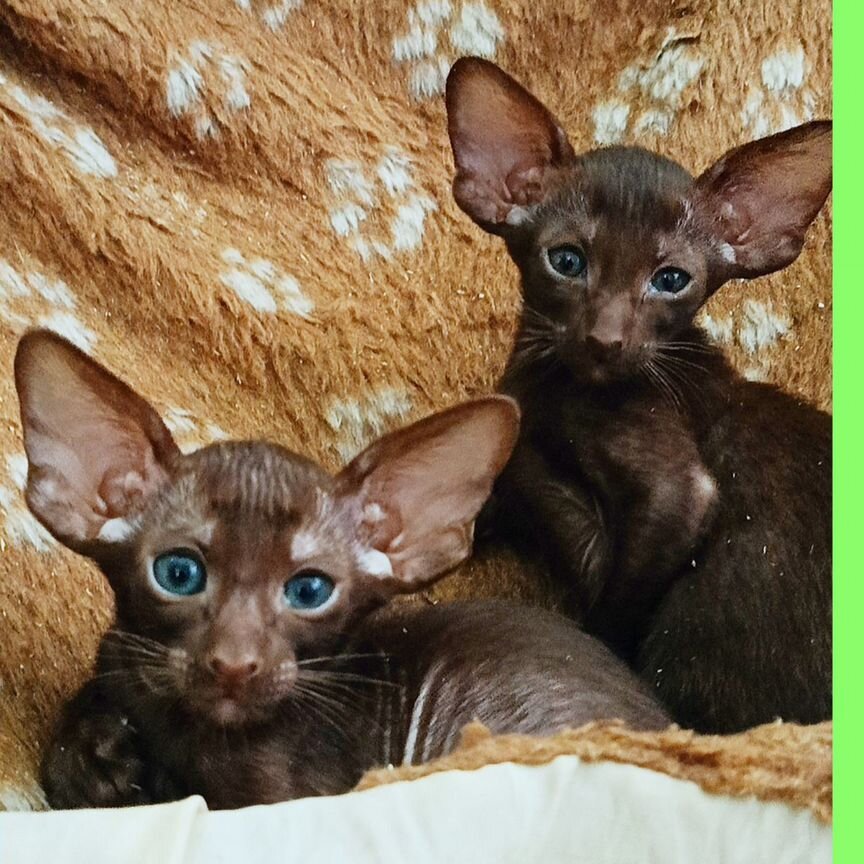 Ориентальные котята