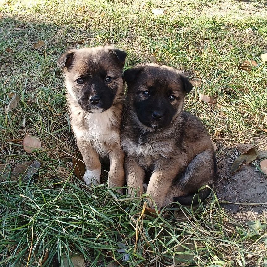 Щенки девочки от полуовчарки 1 месяц