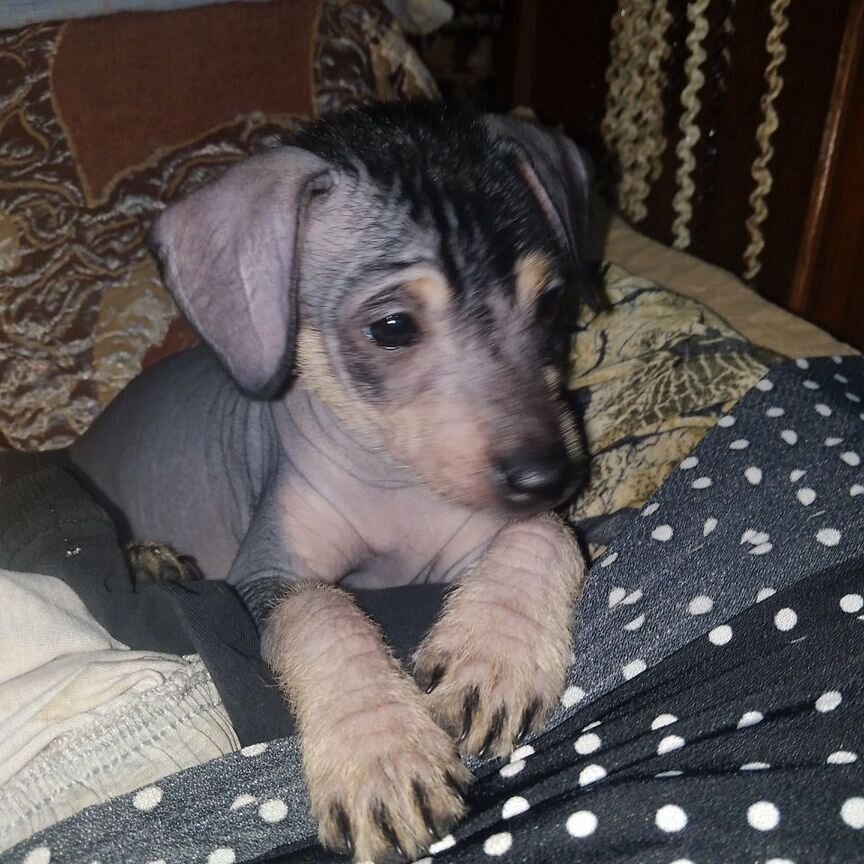 Щенки девочки 2 мес