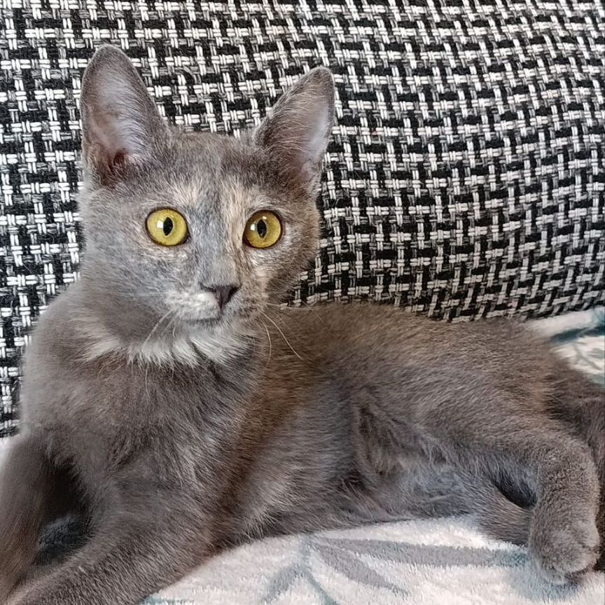 Котенок в добрые руки