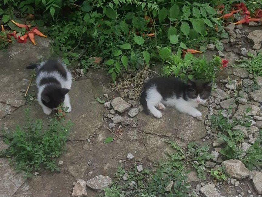 Котята-разведчицы с фронта