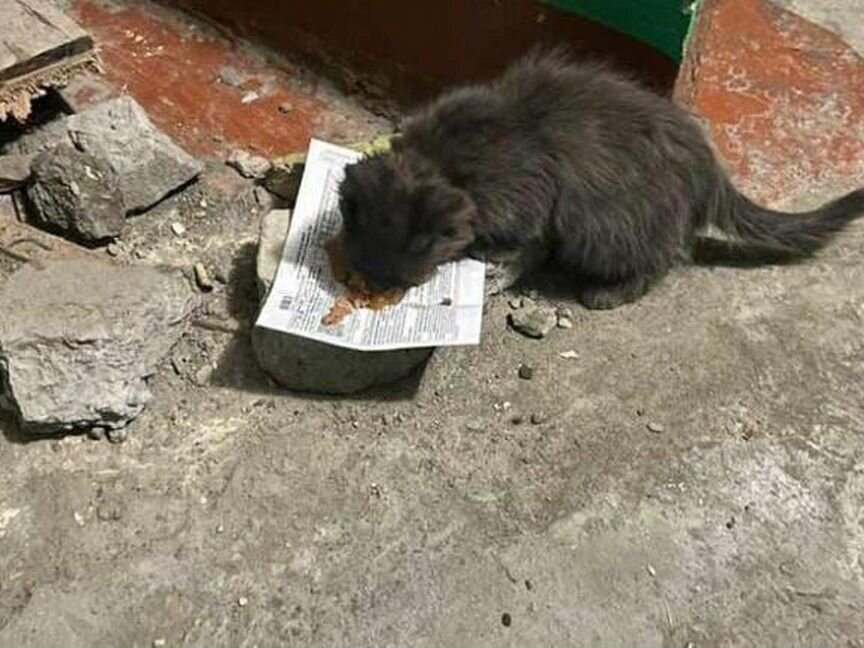 Кот/ кошка в подьезде