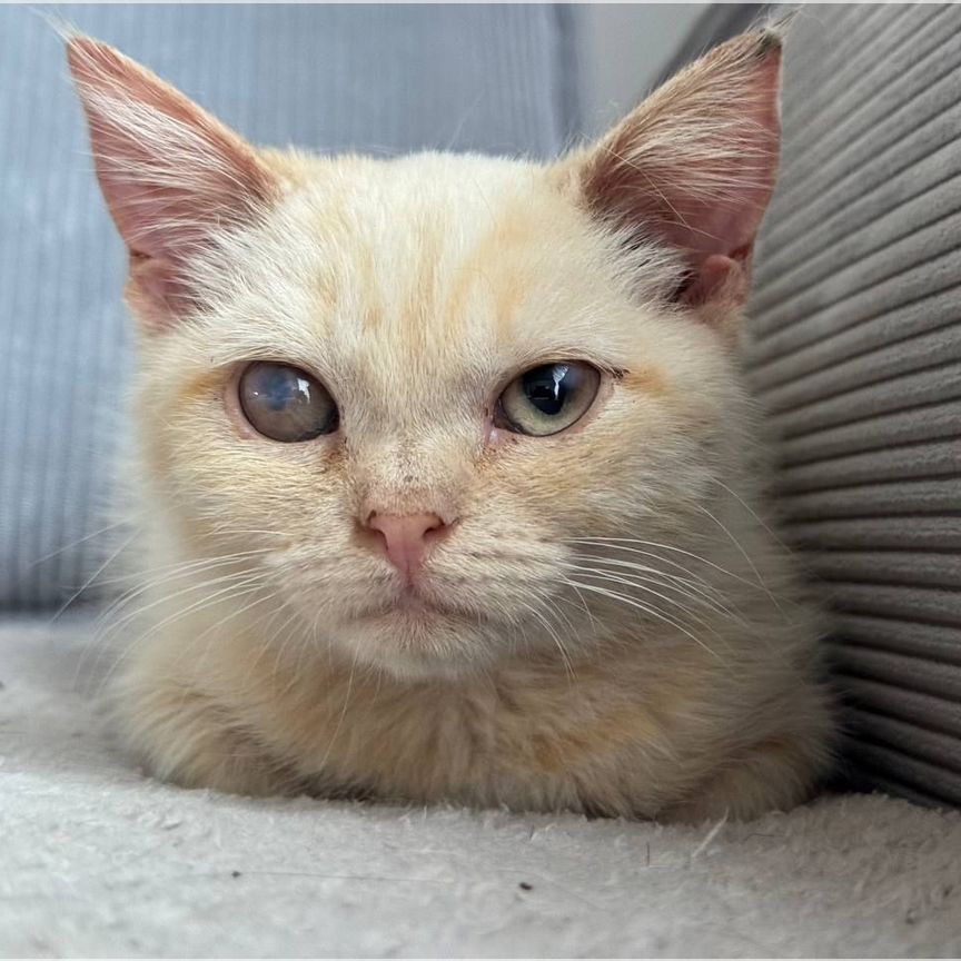 Котенок в добрые руки