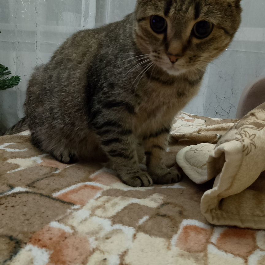 Отдам в хорошие руки, кот 5 лет