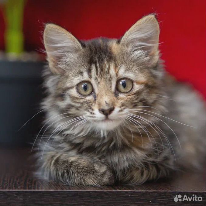 Тигровый котенок Тася в поисках семьи