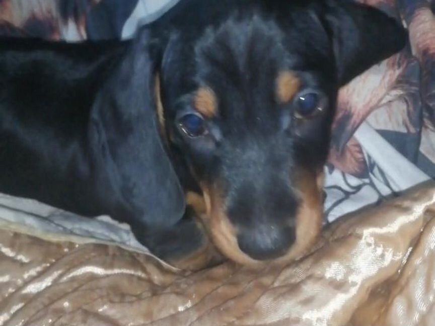 Такса гладкошерстная стандартная