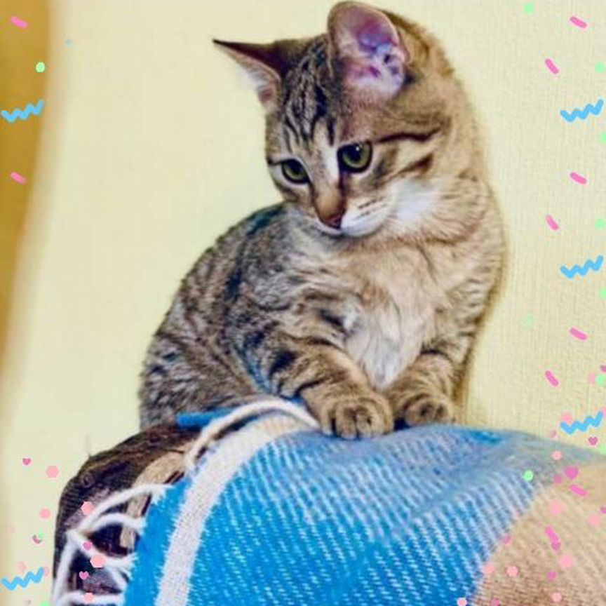 Котенок Фибби в добрые руки, 4 месяца
