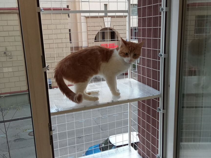 Кошачий балкончик