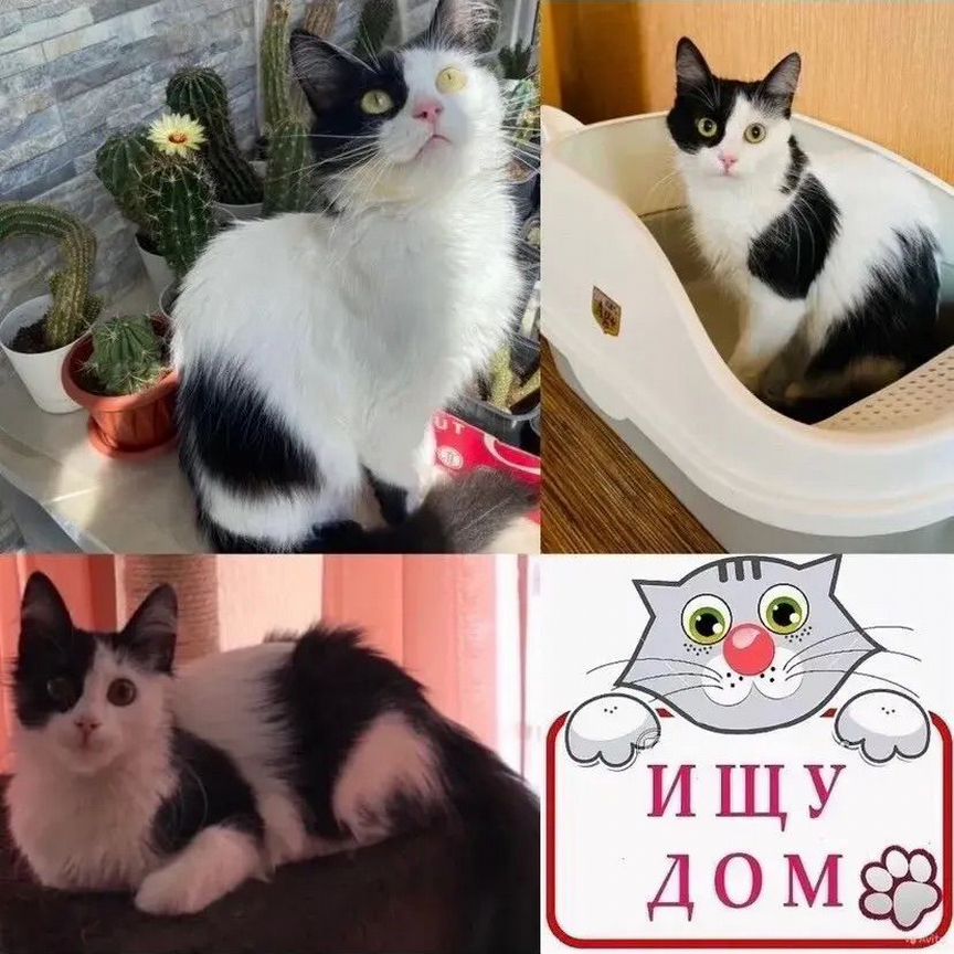 Спасенная Анфиска ищет дом