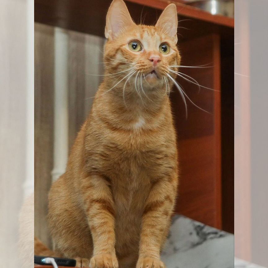 Взрослый кот в добрые руки