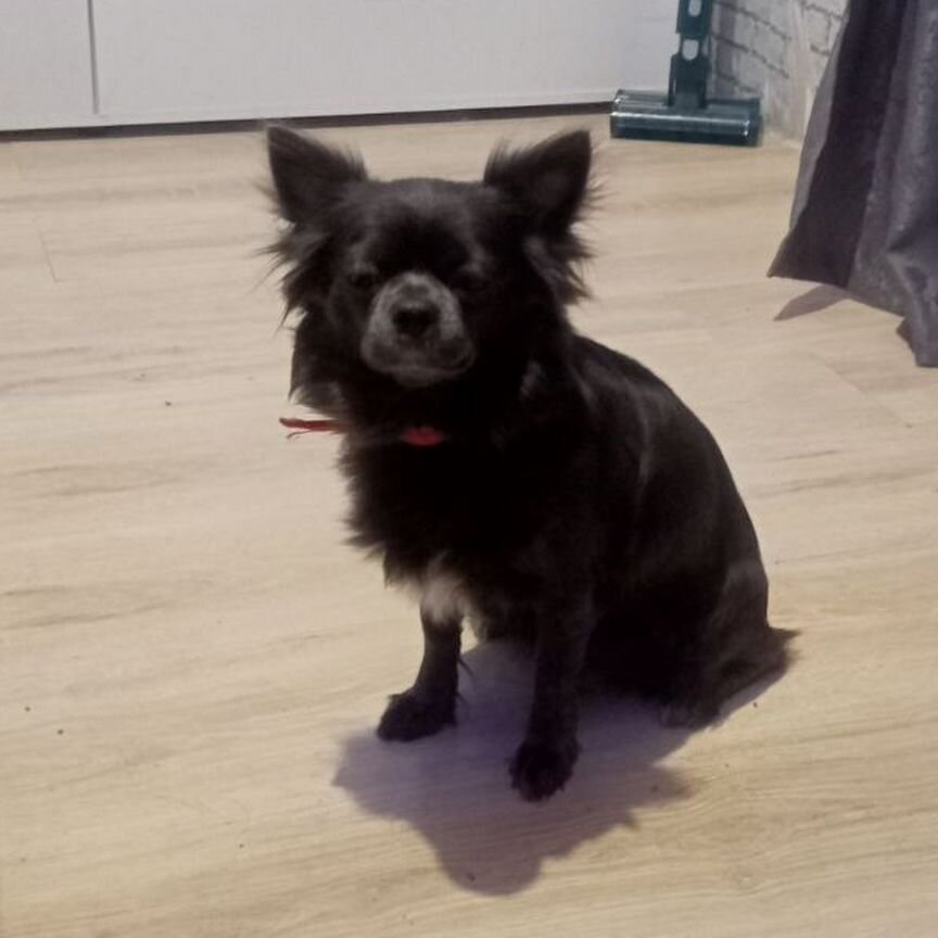 Отдам в семью