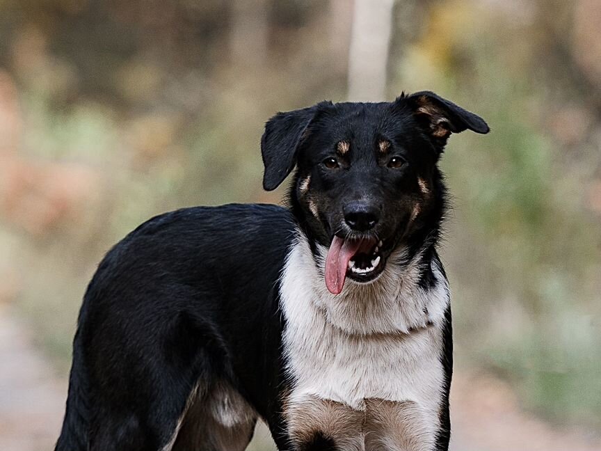 Молодой кобель собака из приюта