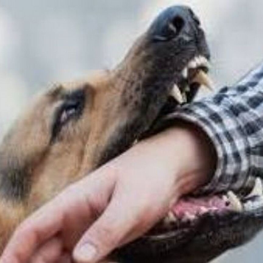 Помогу выбрать породу будущей собаки