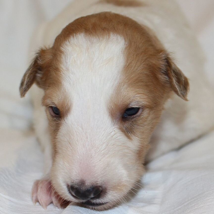 Борзая девочка