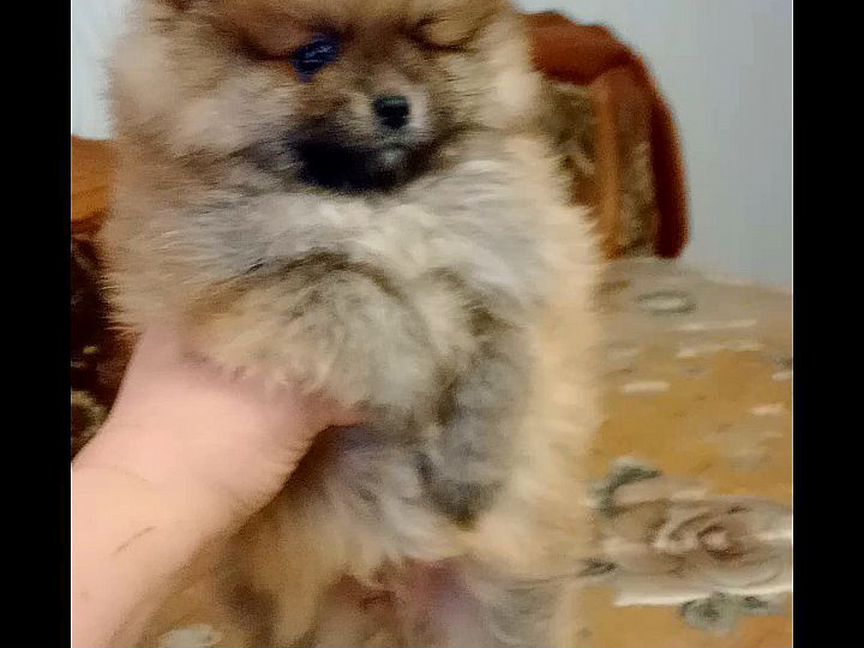 Пом шпиц Девочка