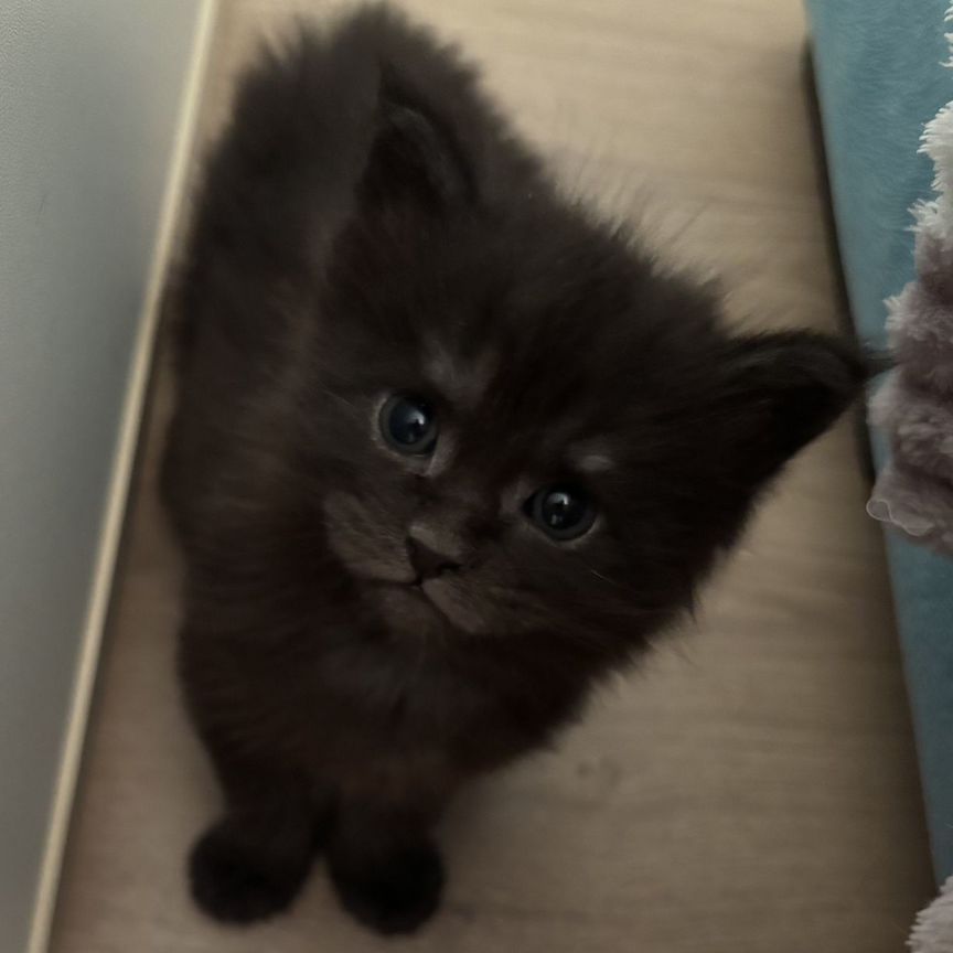 Мейн-кун котёнок