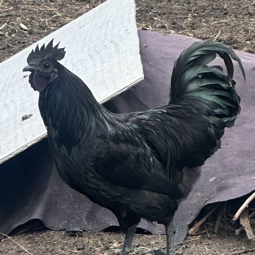 Петух Ухейилюй