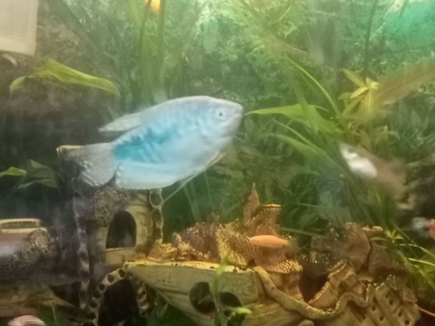 Аквариумные рыбки