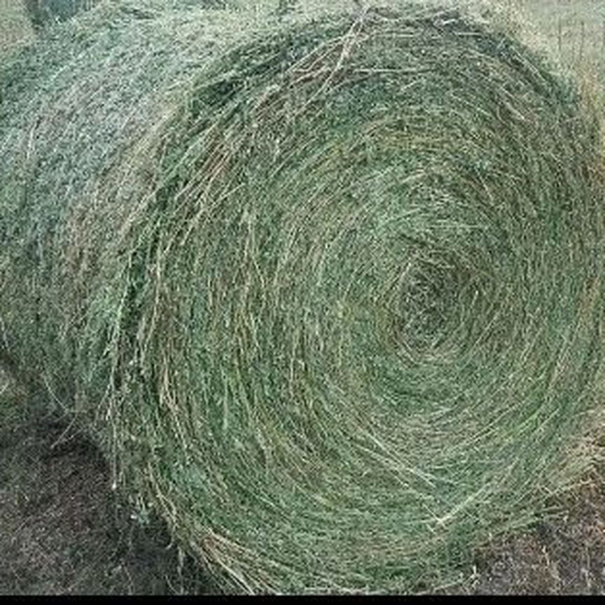 Сено люцерны в рулонах