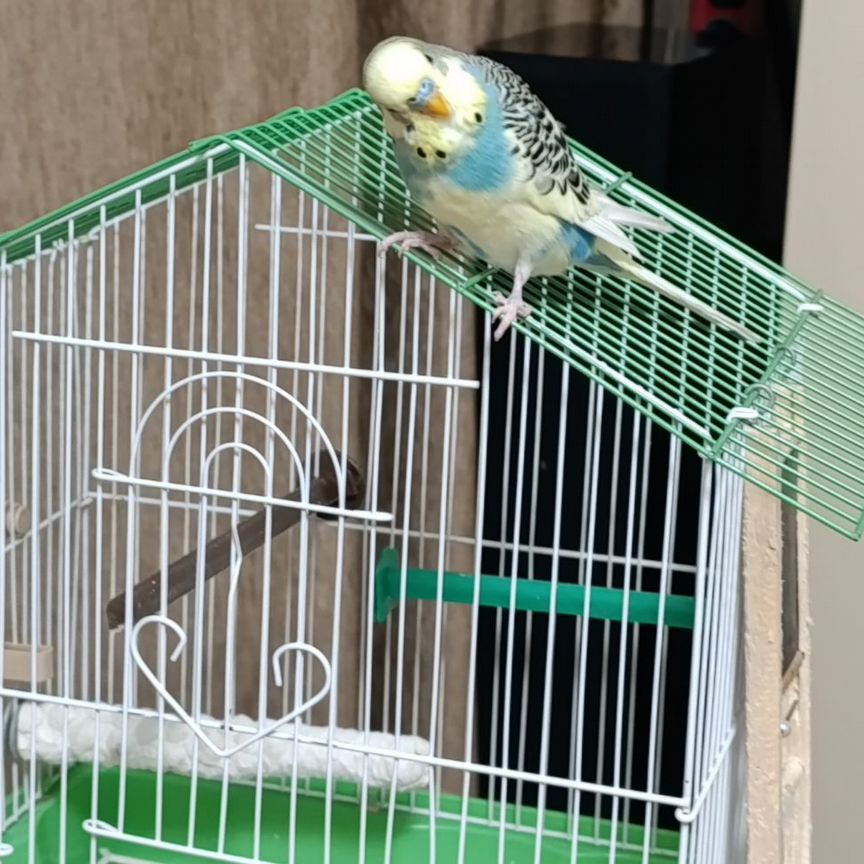 Волнистый попугай с клеткой