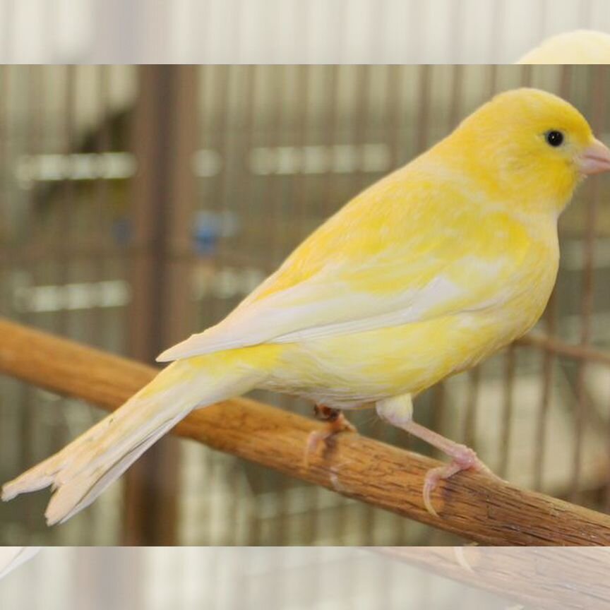 Кенара и канарейки