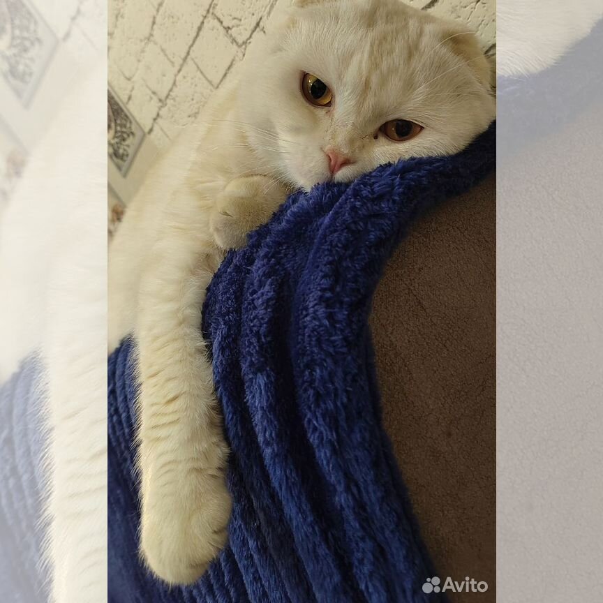 Шотландский вислоухий шиншилловый котик