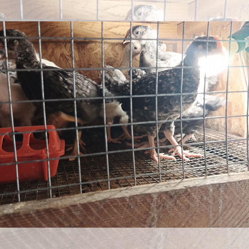 Цыплята пордные