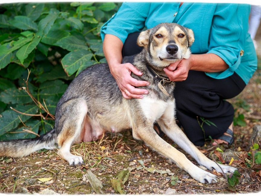 Собачка Лиса вмиг стала бездомной