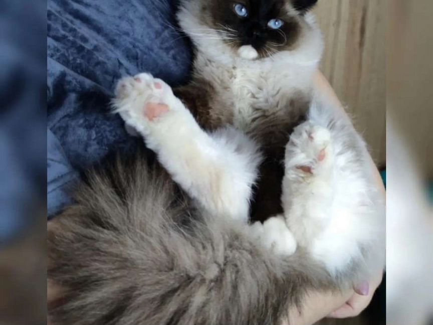 Марсель, рэгдолл 1 год