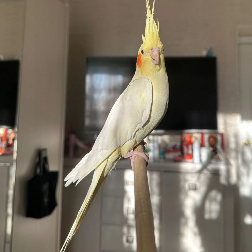 Попугай корелла девочка