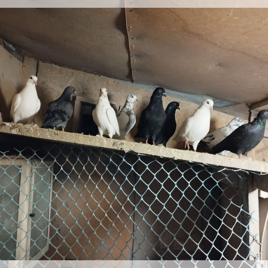 Голуби бакинцы,типлеры