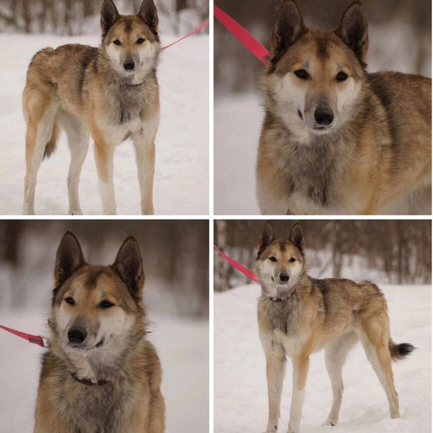 Лайка, взрослая собака