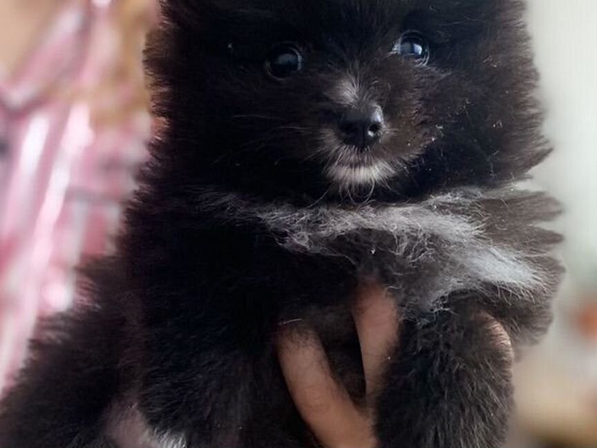 Щенки померанского шпица