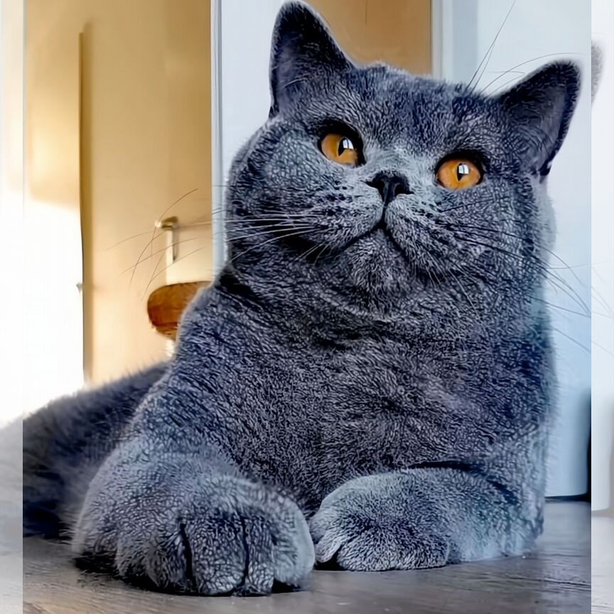 Британская короткошёрстная кошка, взрослая
