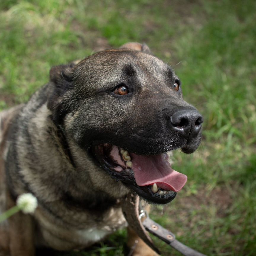 Преданный пес Цезарь в добрые руки
