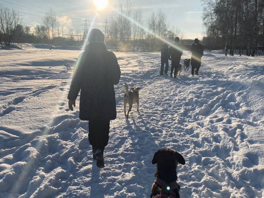В приюте рады помощникам
