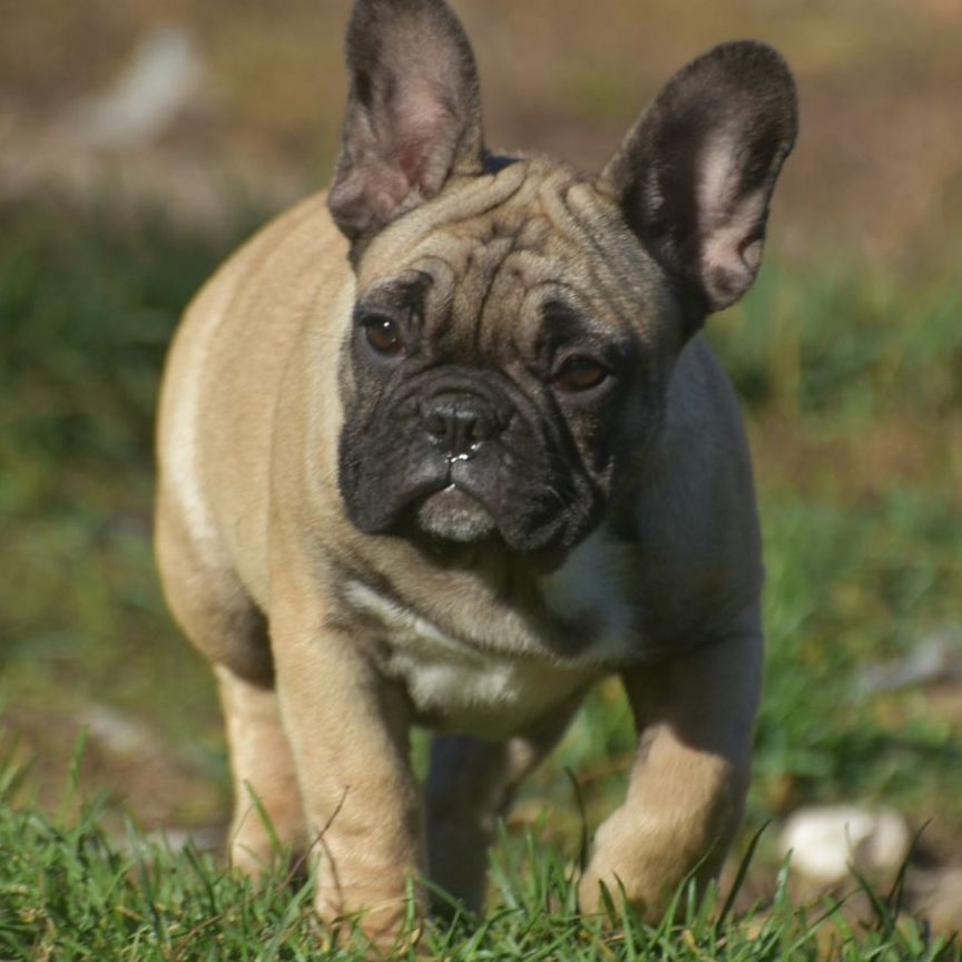 Маленькая красотка